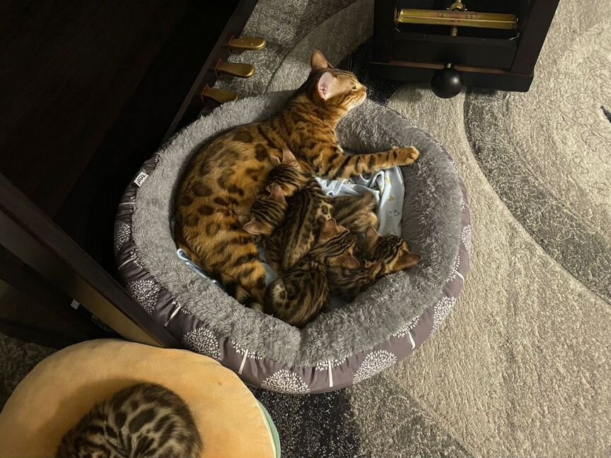 Бенгальские котята