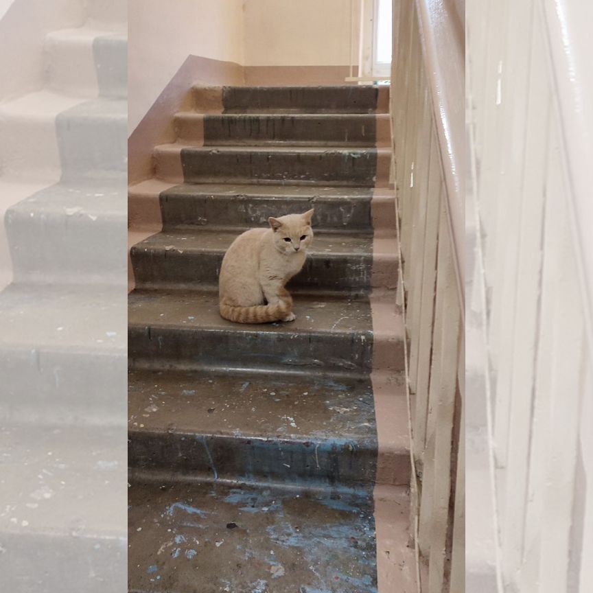 Взрослый кот в добрые руки