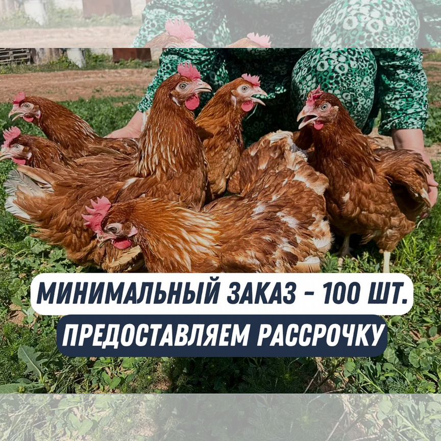 Куры несушки различных пород от производителя