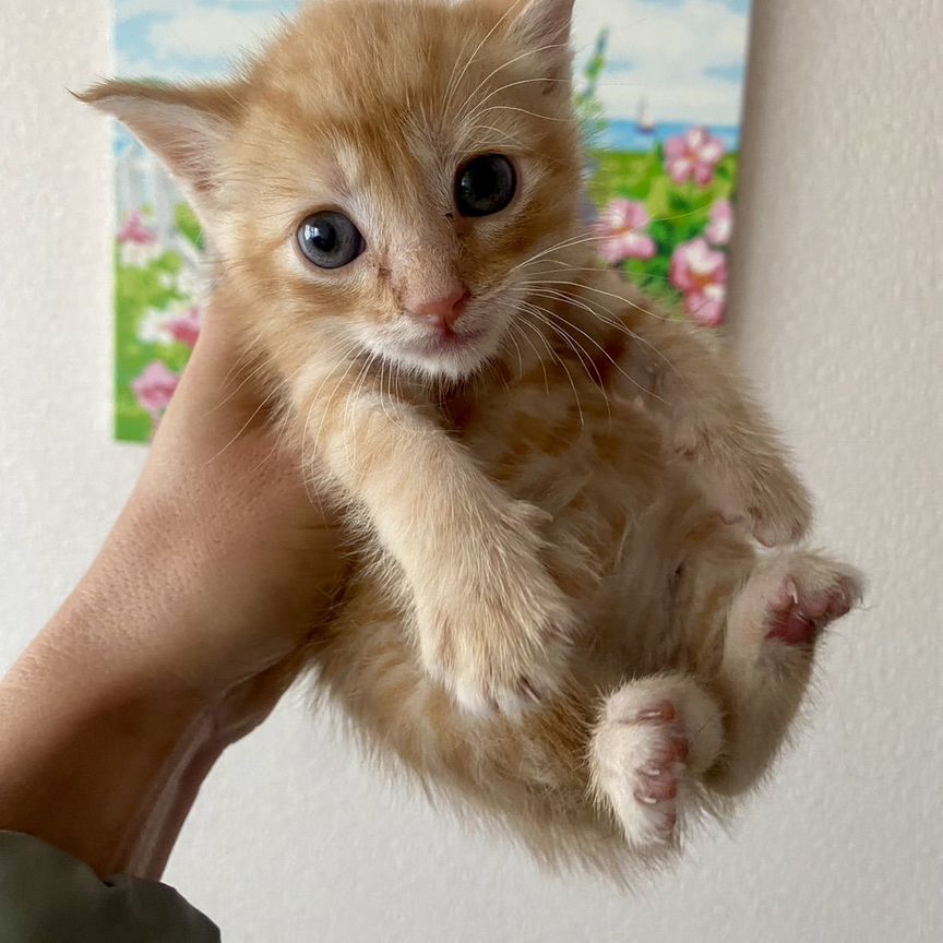 Котенок