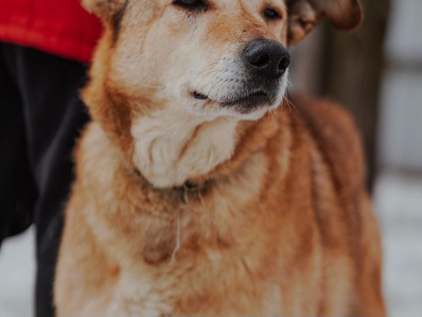 Собака Бобик ищет дом