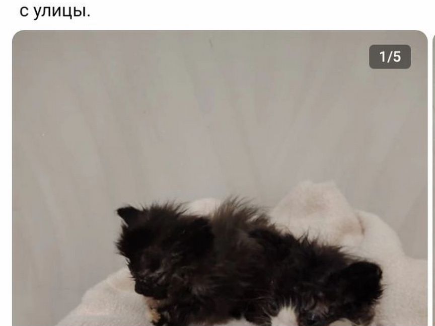 Найдены котята. У кого есть кошка кормящая