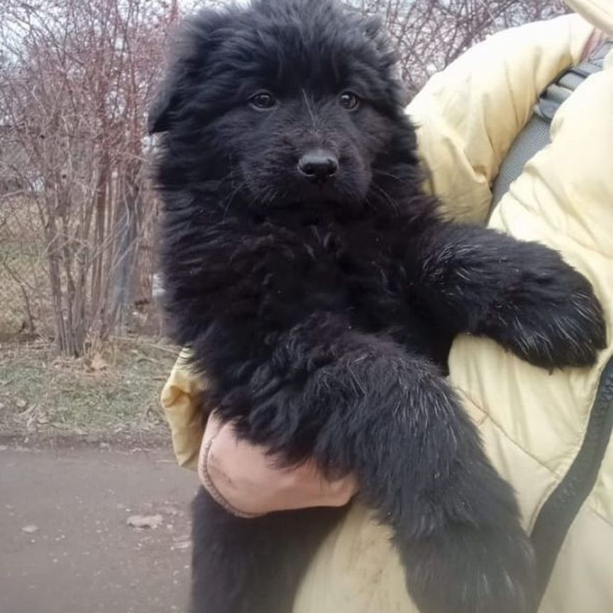 Щенок