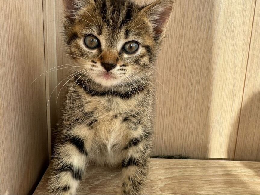 Бенгальская