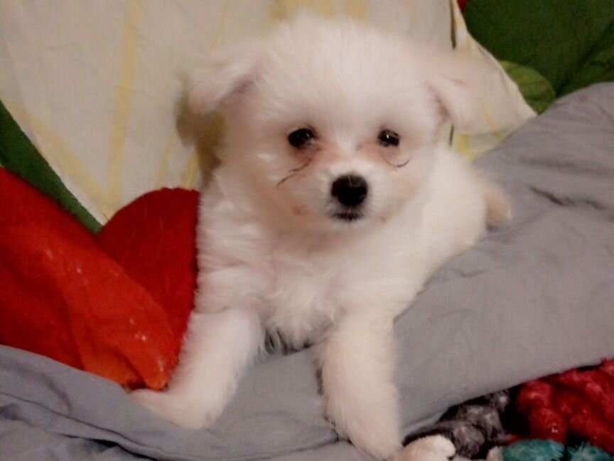 Щенки шпица метисы