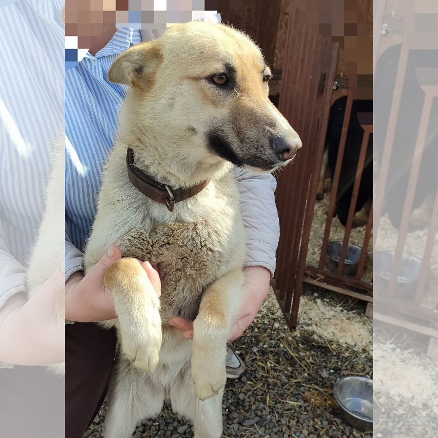 Взрослая собака в добрые руки