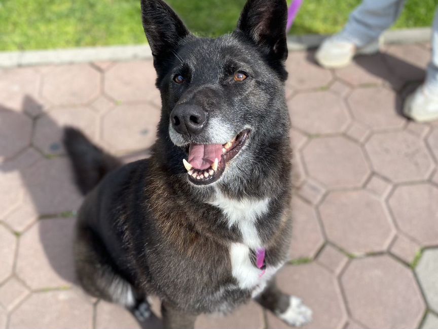 Семейная собака в добрые руки