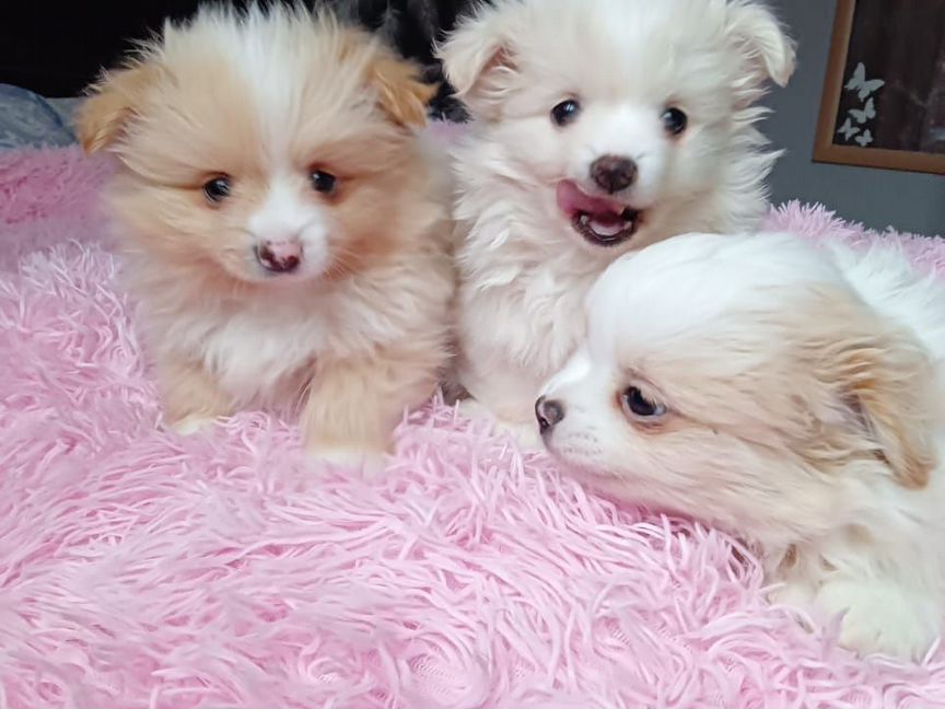 Померанский шпиц