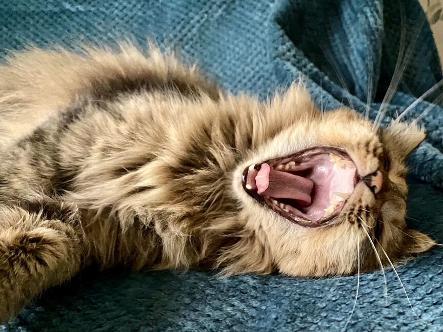 Молоденькая кошечка