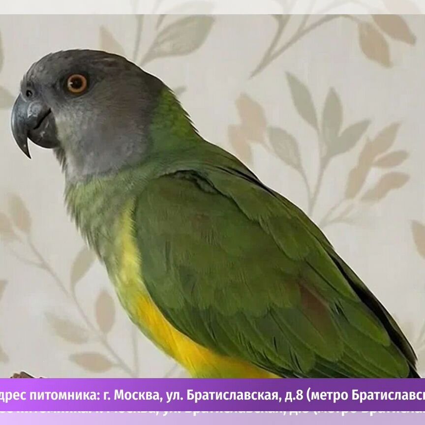 Попугай Синегальский