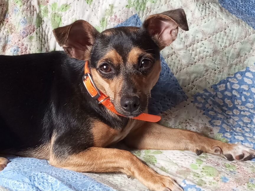 В добрые руки