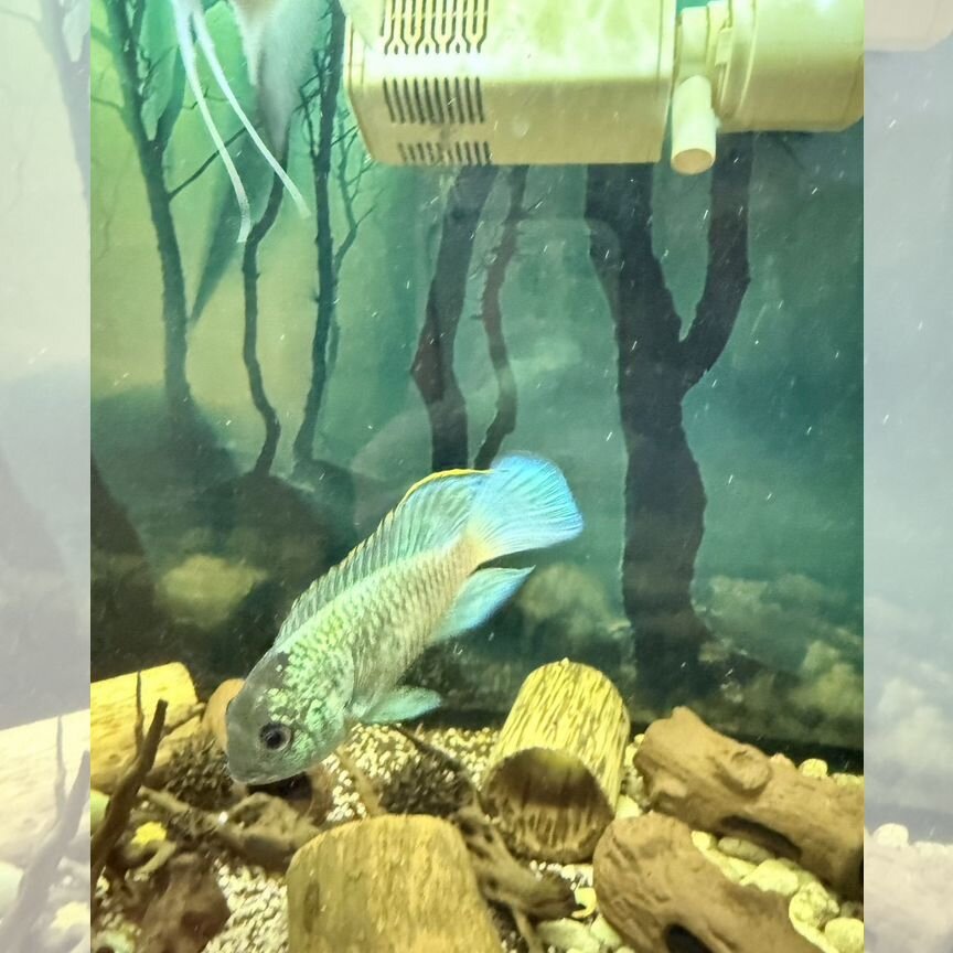 Аквариумные рыбы