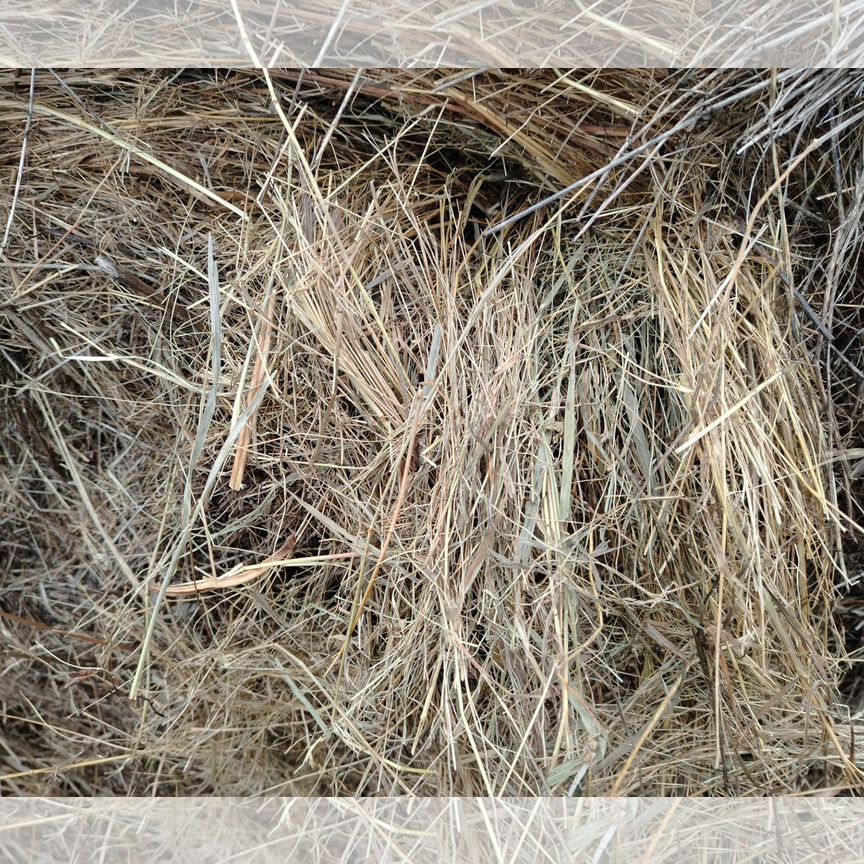 Продам сено в рулонах