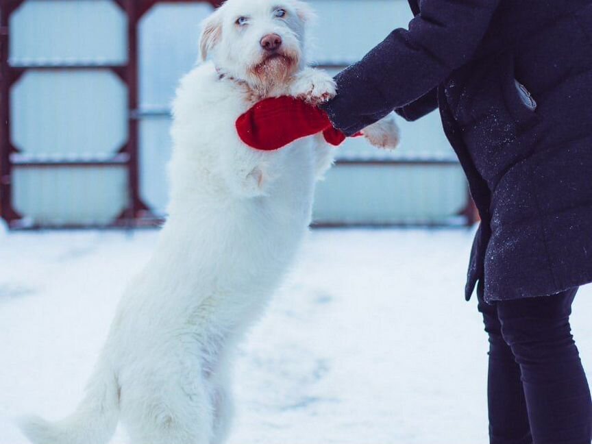 Белоснежная королева Жаклин в добрые руки