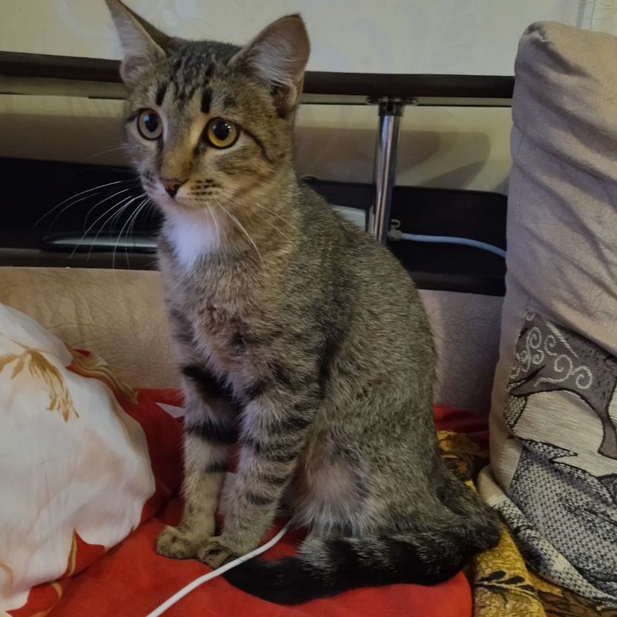 Кошки в добрые руки бесплатно