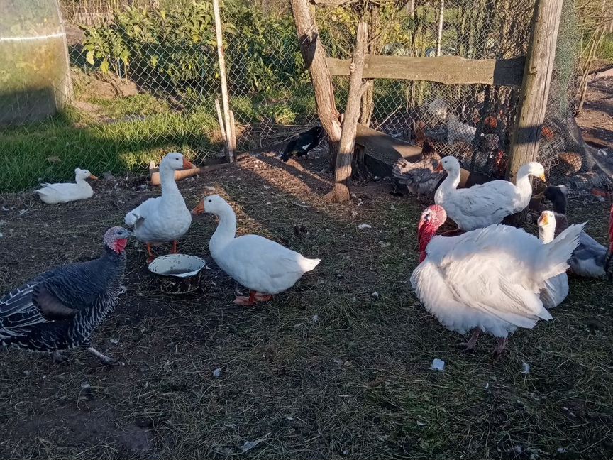 Гусь, индюки, цесарки