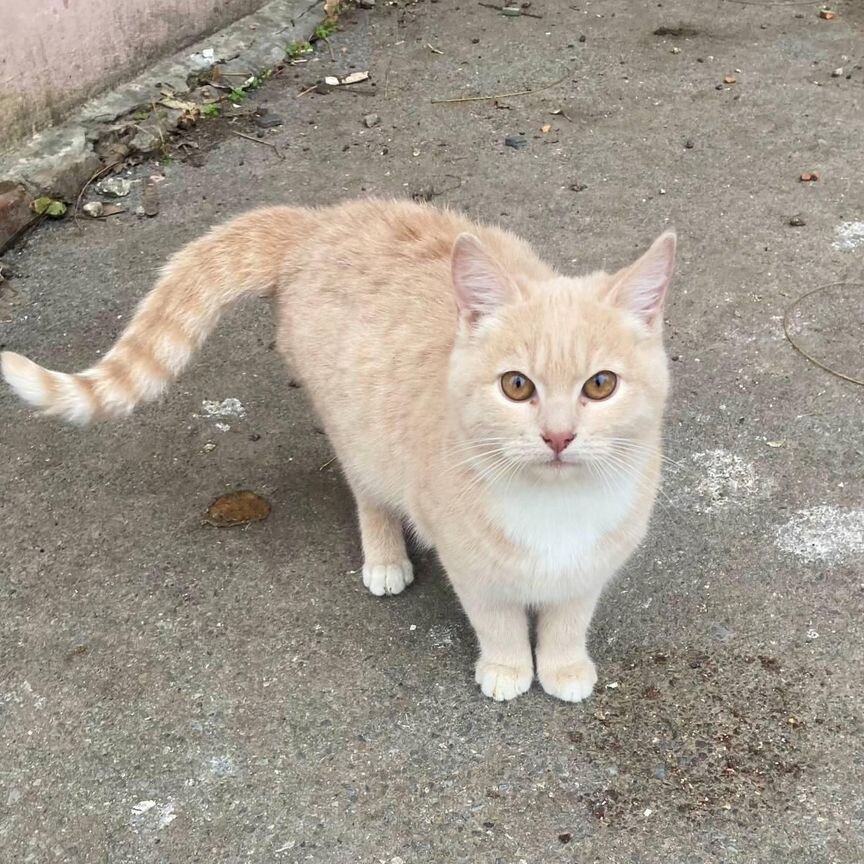 Кот Персик