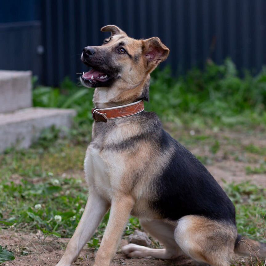 Охранница в добрые руки