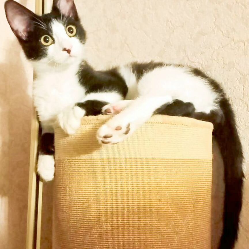 Котик в добрые руки короткошерстный
