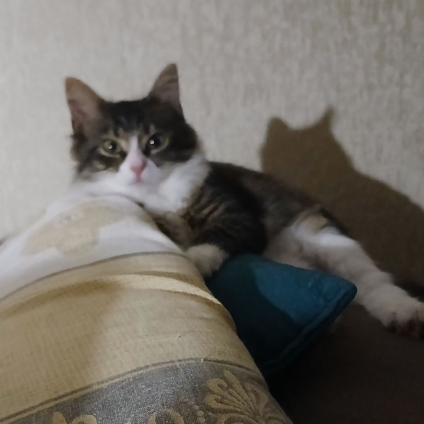 Отдам котенка в добрые руки
