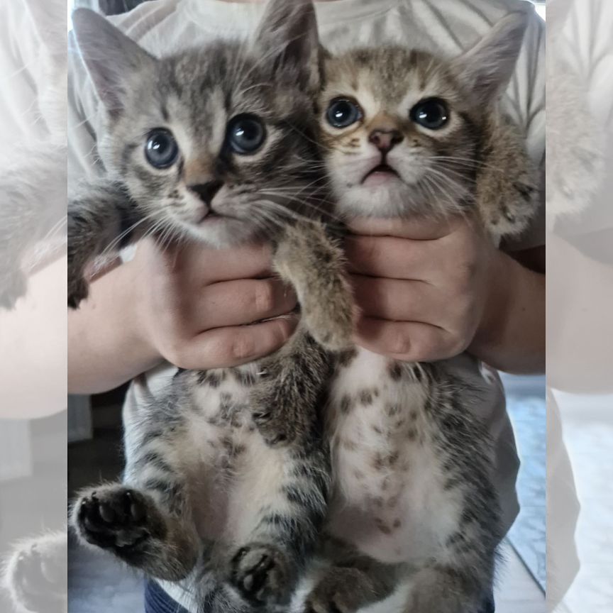 Котята в добрые руки