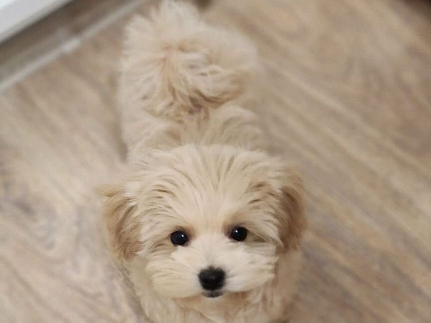 Мальтипу ф1