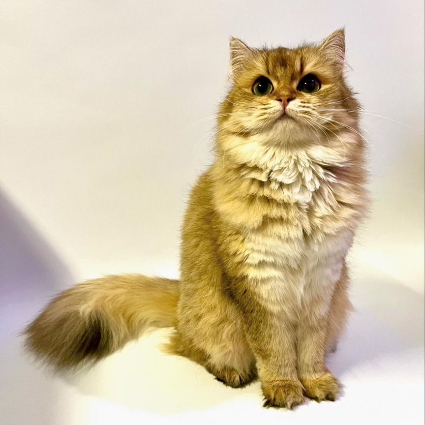 Британская золотая девочка