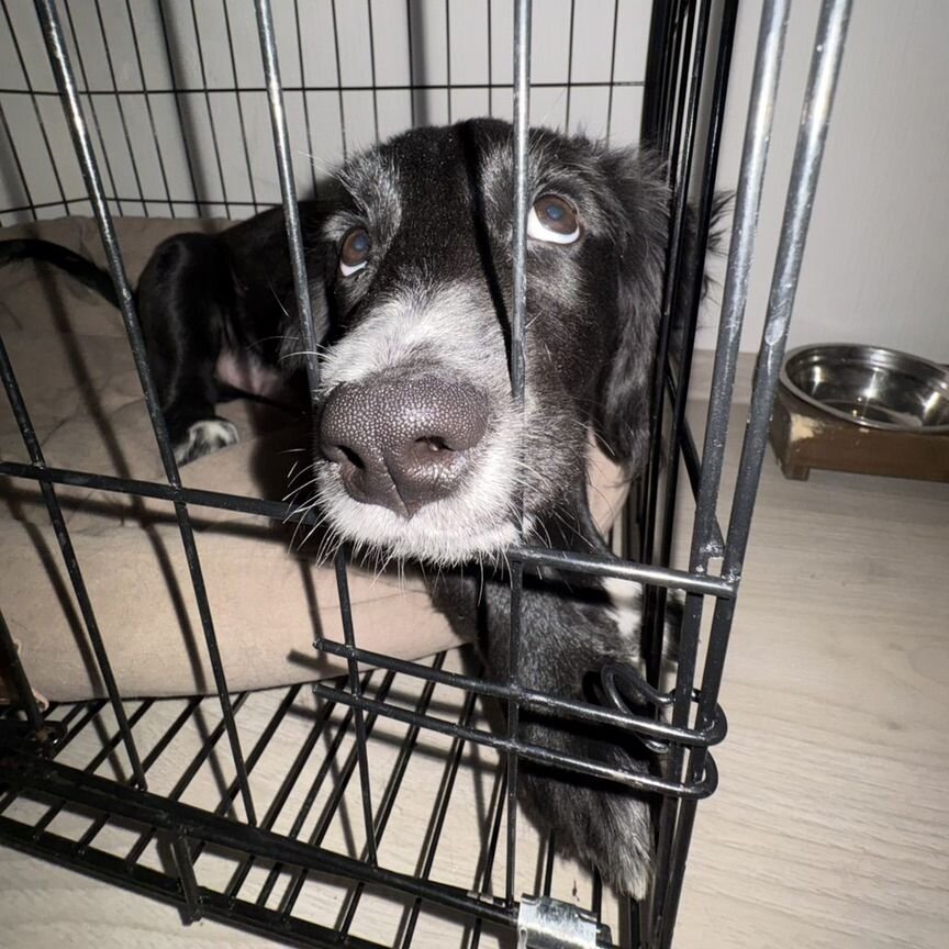 Английский кокер-спаниель, щенок