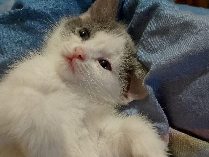 Кошка