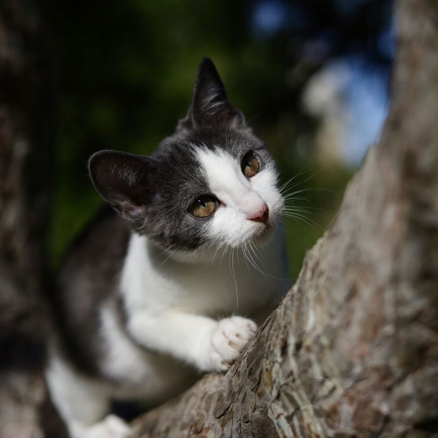 Шикарный котенок