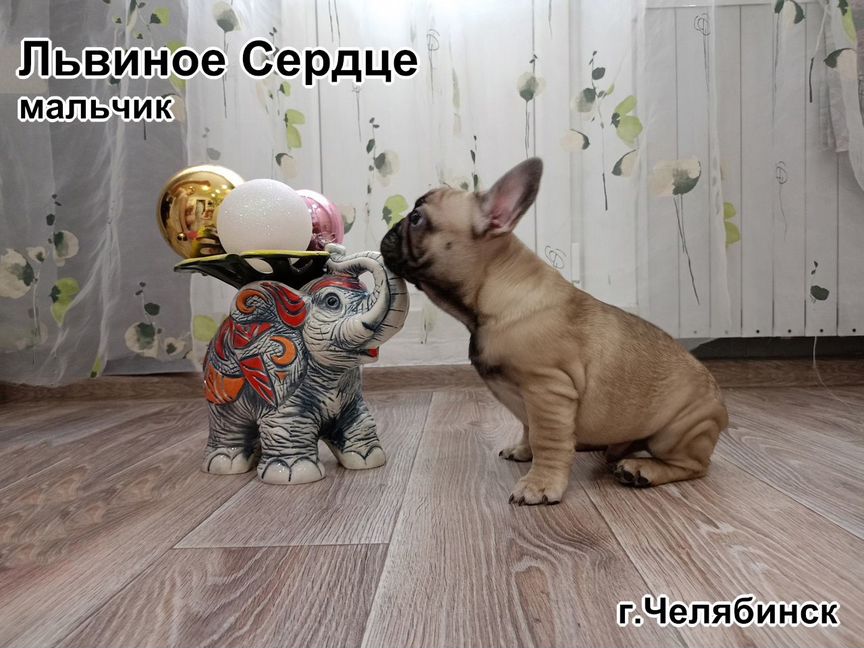 Французские булочки