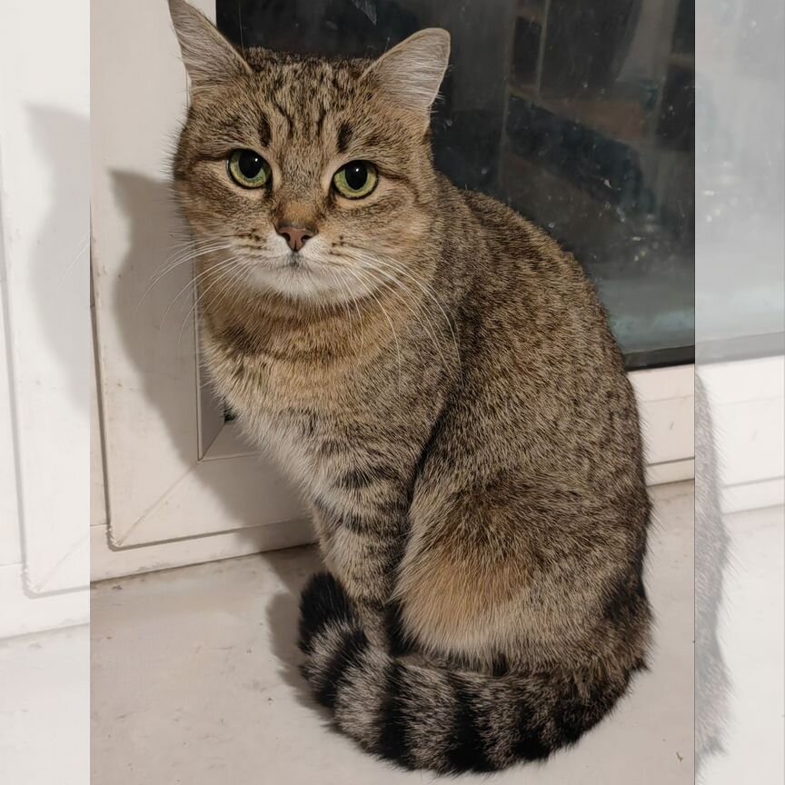 Взрослая, кошка в добрые руки