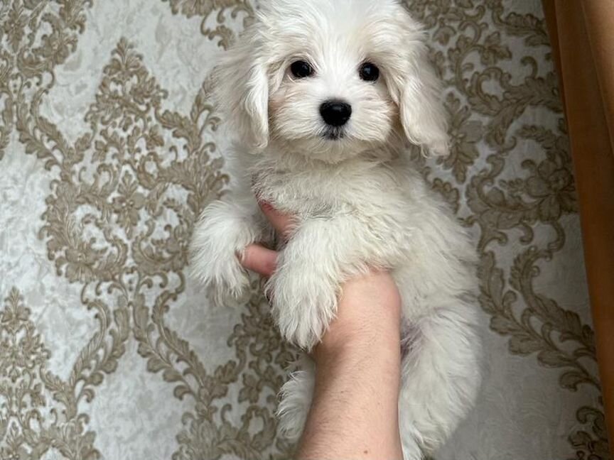 Мальтезе (Мальтийская болонка) мини