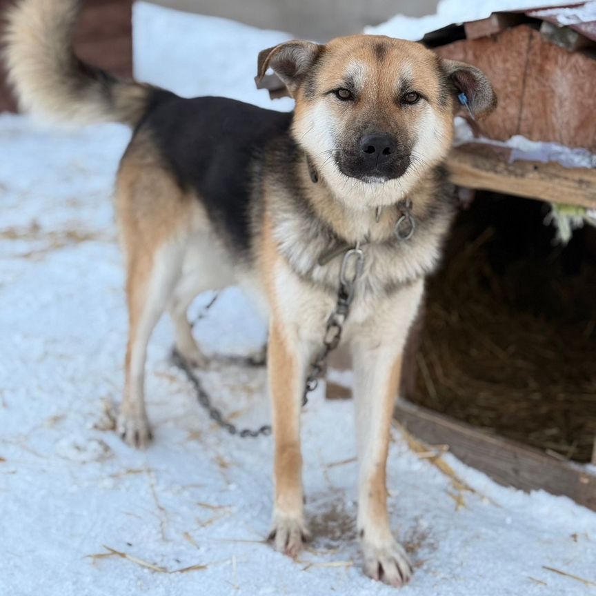 Взрослый пёс в добрые руки