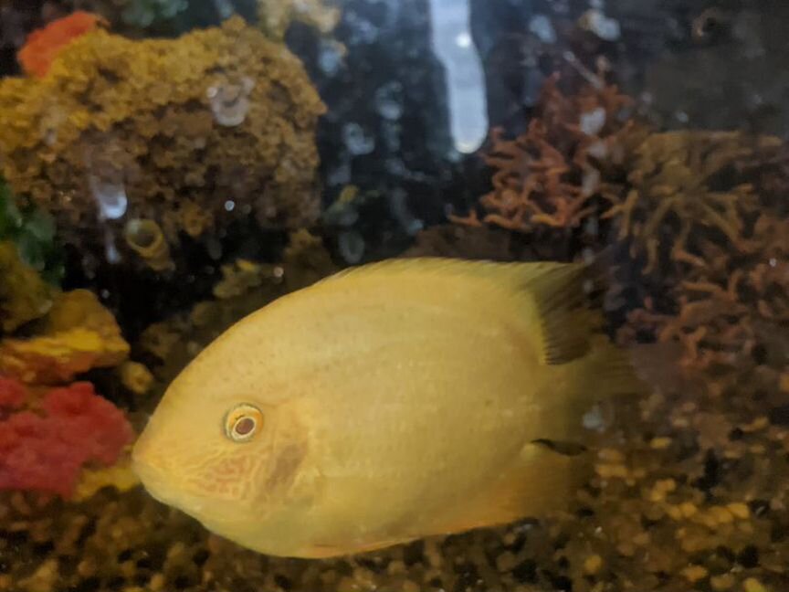 Аквариумные рыбки