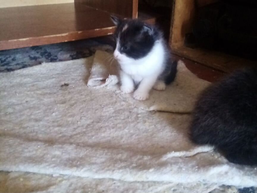 Отдам бесплатно котят. 3 кошечки и 1 котик