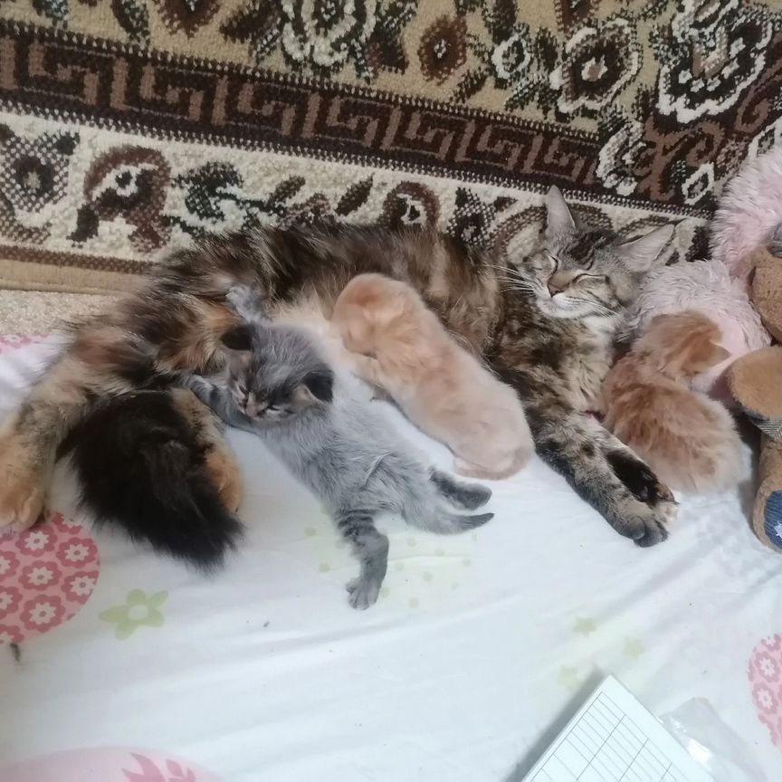 Котята мейн-кун