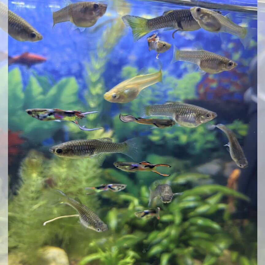 Аквариумные рыбки гуппи