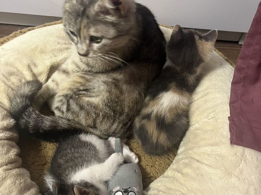 Пушистые котята 1 мес