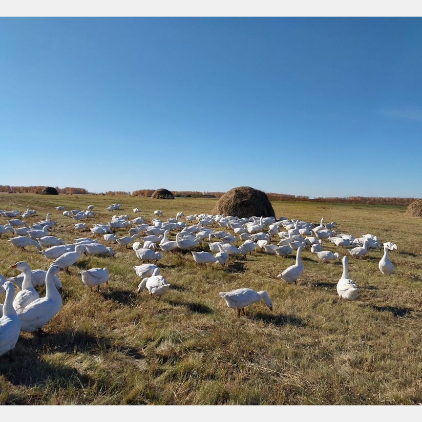 Продажа гусей мясо