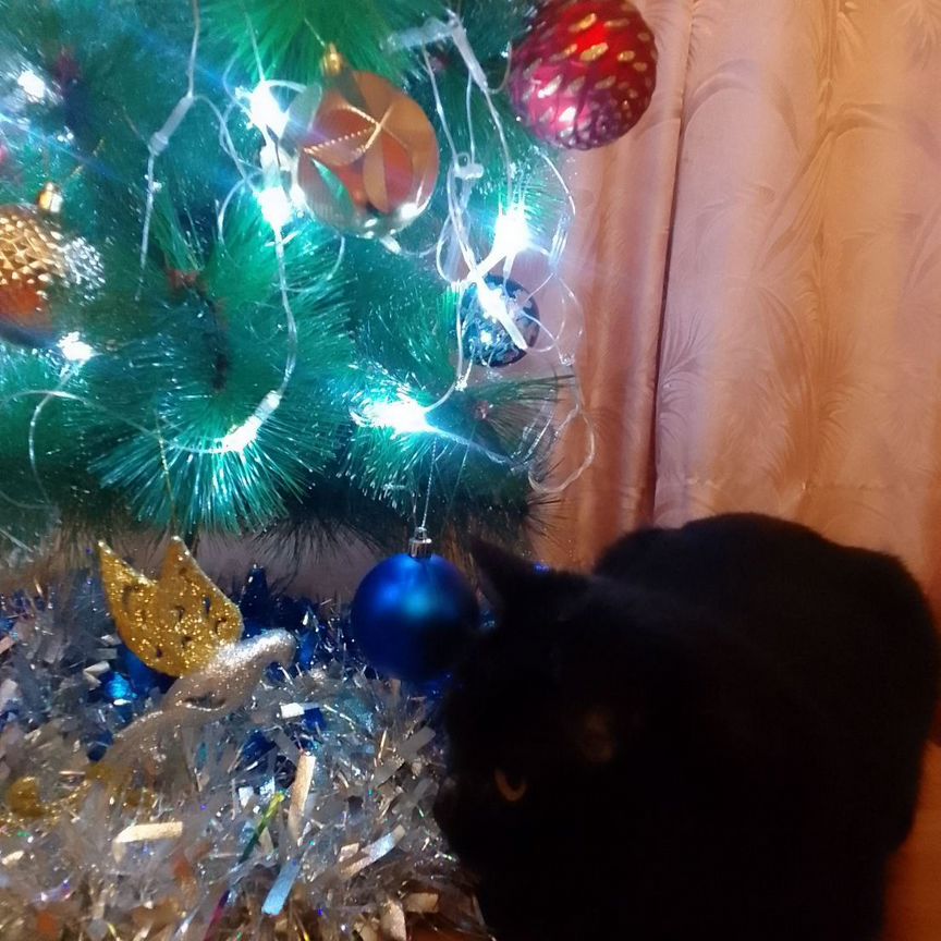 Чёрненькая кошечка