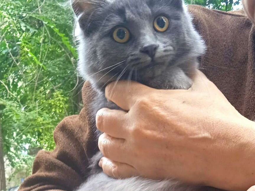 Котята русская голубая