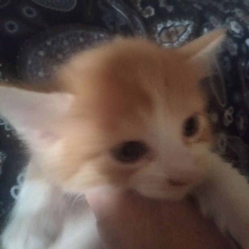 Котята бесплатно