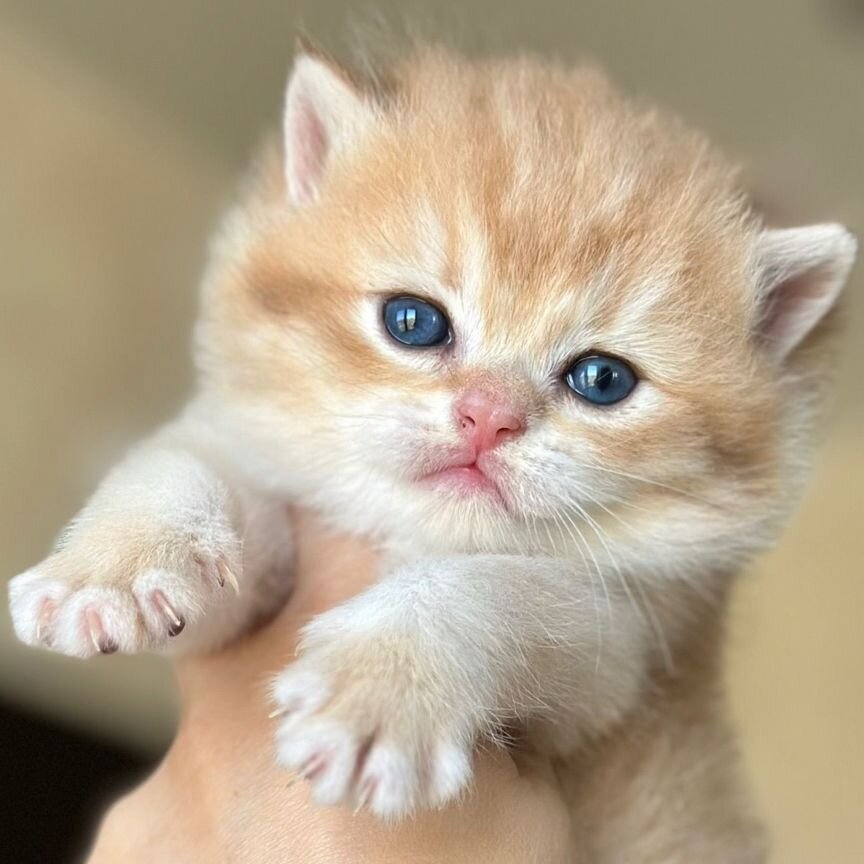 Яркий красивый ласковый котик золотая шиншилла