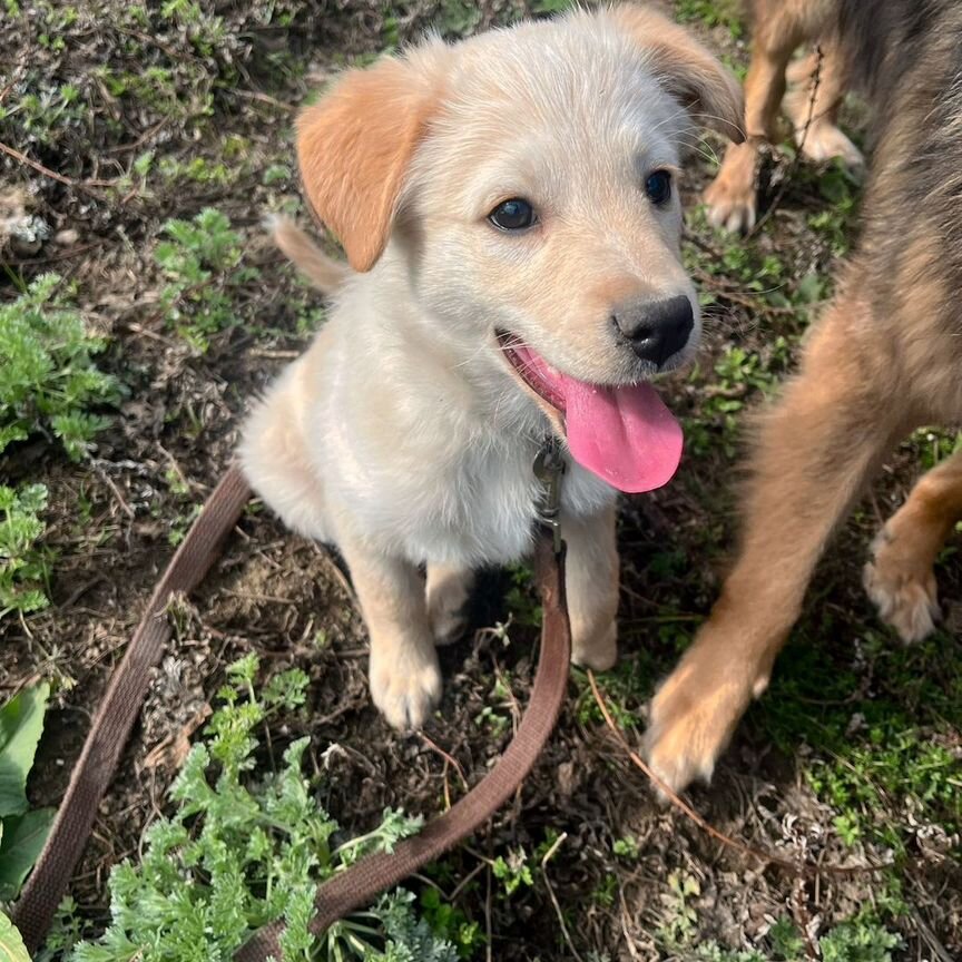 Отдам щенка. Мальчик