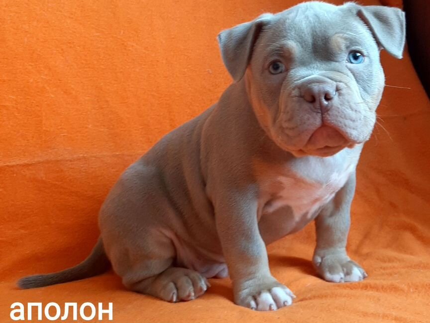 Малыши американский булли