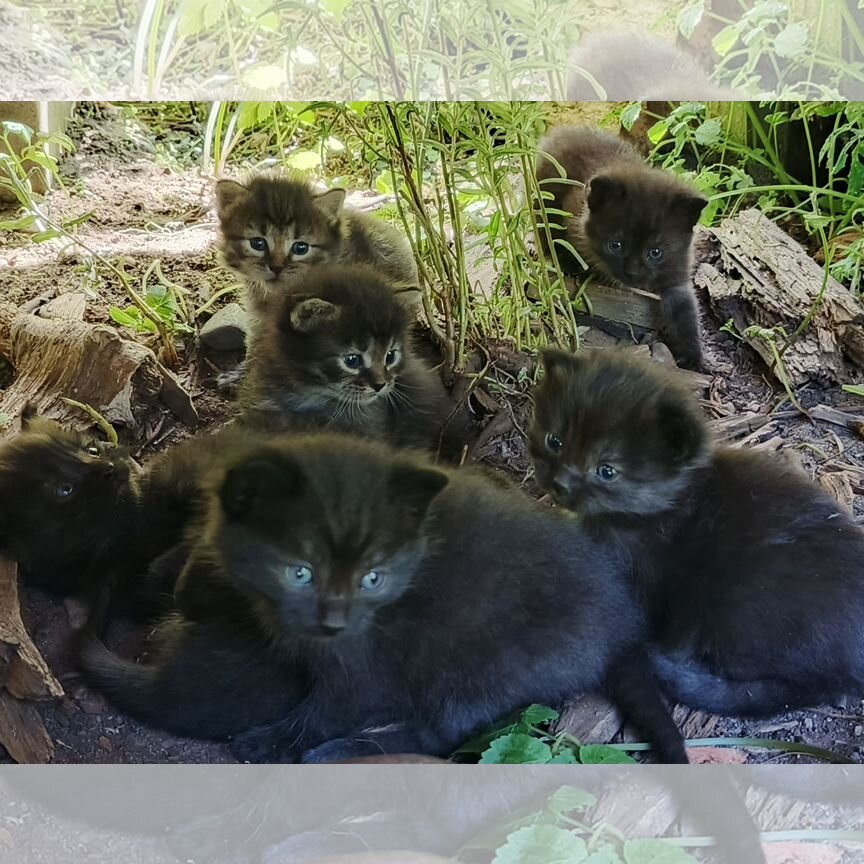 Котята в добрые руки