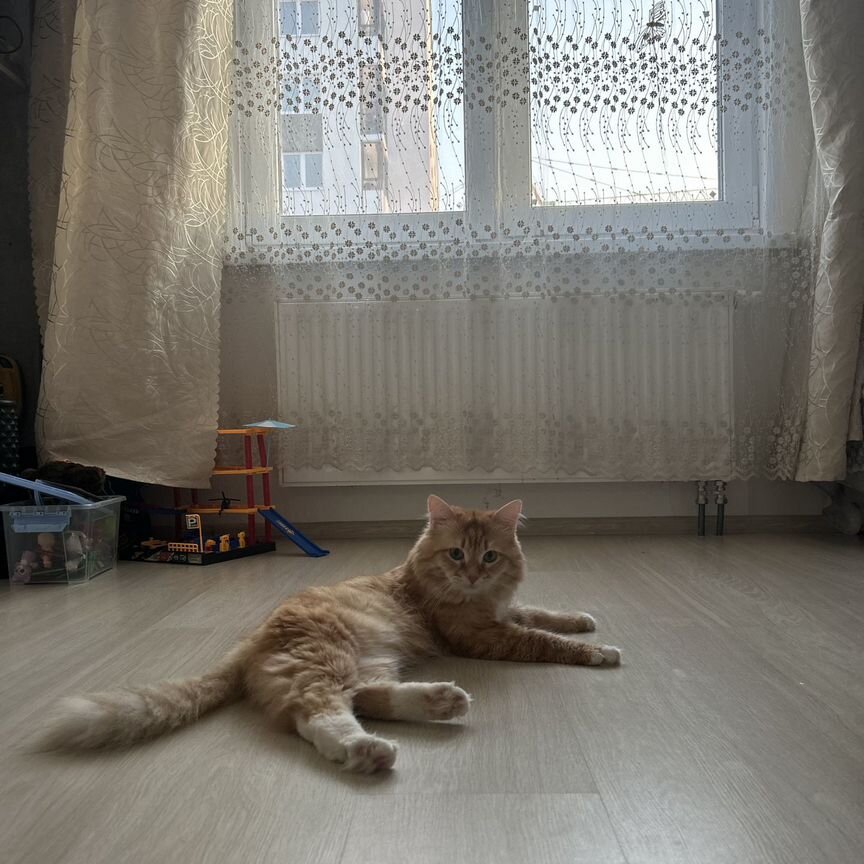 Кот Рыжик