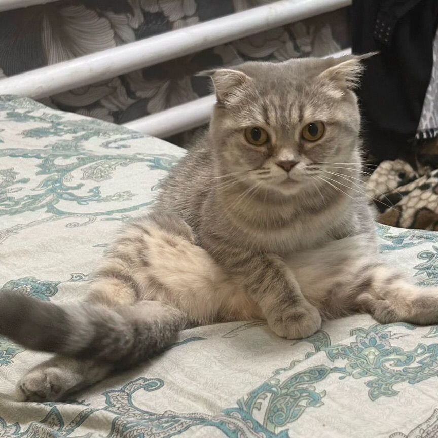 Шотландская вислоухая длинношёрстная, взрослая кошка