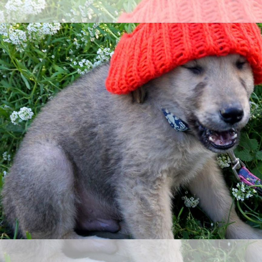 Щенки полукровки